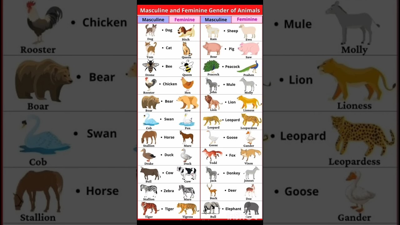 masculine and feminine gender of animal’s #grammar #vocabulary # ...