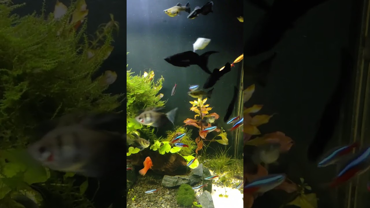 🐠 Chaos in the Aquarium! 🤪🌊 #FishyRush #AquariumLife - Infernal Escapes